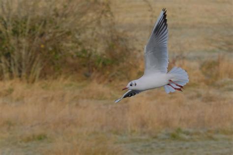 Seagull Bird Flying Free Photo On Pixabay Pixabay