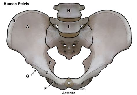 Human Pelvis Diagram Diagram Quizlet