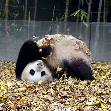 더쿠 애기때나 지금이나 똑같은 푸바오