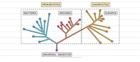 181 Classification C Flashcards Quizlet