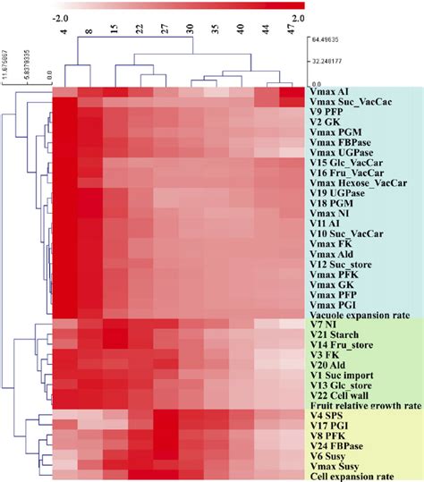 Hierarchical Clustering Of Fluxes And Enzyme Capacities During Fruit