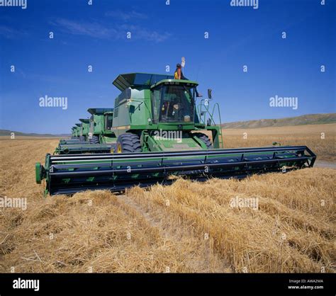 Combining Hard Red Spring Wheat With John Deere 9600 With Headrow