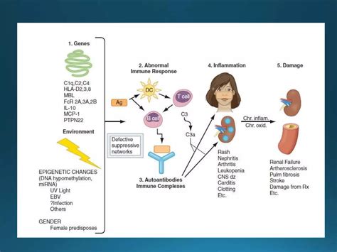 Sle And Systemic Sclerosis Pptx