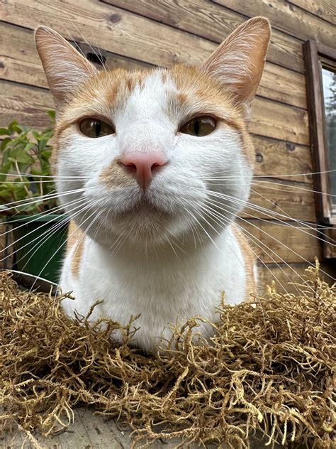 She Loves Sitting In Moss R Aww