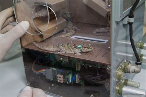 all systems “go” as control restored to beleaguered sex gecko satellite