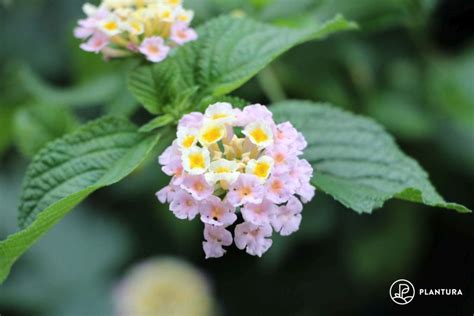 Lantana How To Plant And Propagate Plantura