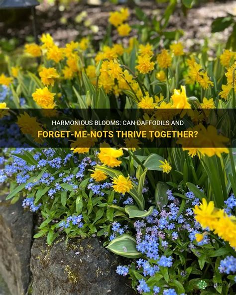 Harmonious Blooms Can Daffodils And Forget Me Nots Thrive Together