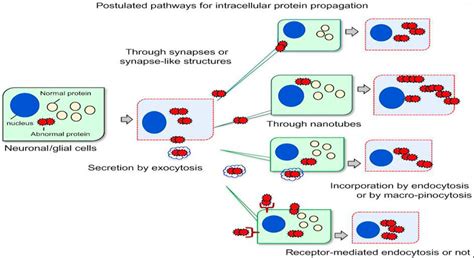 Postulated Pathways For Intracellular Protein Propagation Hasegawa Et