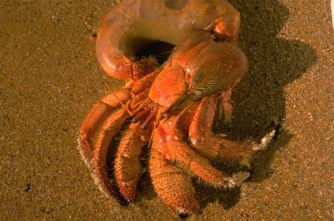 Hermit Crab Natural Habitat