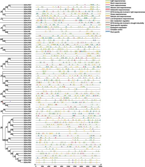 Cis Elements Prediction In The 2000 Bp Region Upstream From The Start