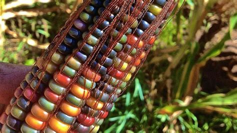 Behold The “most Beautiful Corn In The World” Its Real And Edible Hasan Jasim