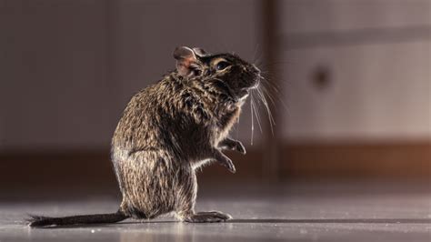 Contact Us Brooks Pest Solutions