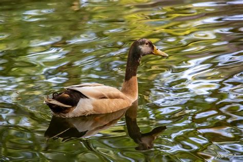 Campbell Ente Fototour An Der Erft Bei Neuss Werner B Flickr
