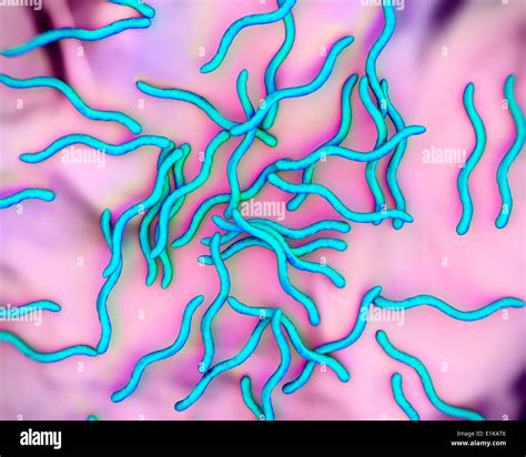 Lyme Disease Bacteria Borrelia Burgdorferi Computer Artwork Stock