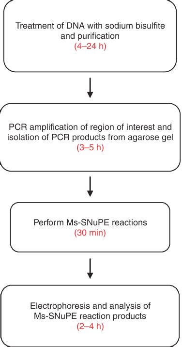 Flowchart Of Protocol For Methylation Sensitive Single Nucleotide