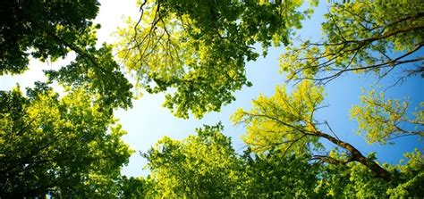 Birds Chirping Sound Effect Free Ambient Sounds
