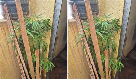 Man Held For Growing Ganja Plant At Home In Sangagreddy Telangana Today