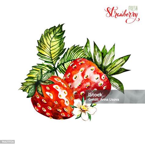 手は白い背景の水彩画いちごを描いた果実のイラスト イチゴのベクターアート素材や画像を多数ご用意 イチゴ イラストレーション