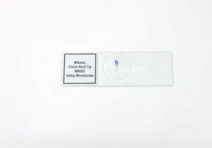 MR Mitosis Onion Root Tip Valley Microscope