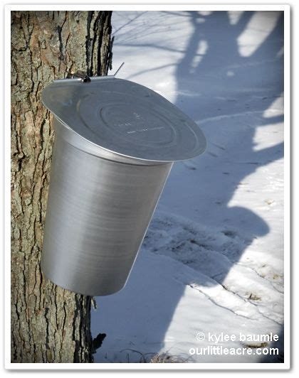 Tapping Maple Trees A Sweet Experience