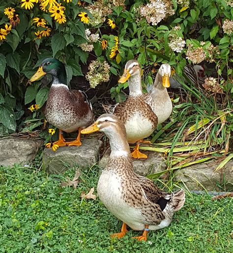 Silver Appleyard Duck
