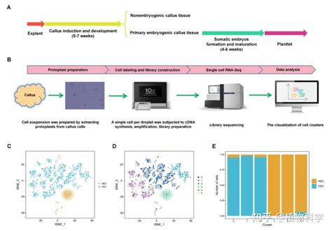 山东农业大学曾范昌课题组解析植株再生过程胚性全能性分化的单细胞图谱 知乎