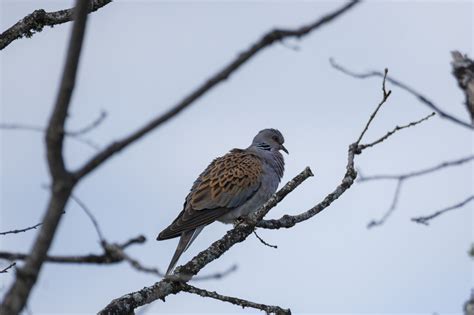 Turtle Dove Bird Tree Free Photo On Pixabay Pixabay