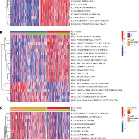 Biological Characteristics Analysis Of Three Rna Modification Clusters