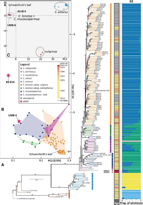 Phylogeny And Principal Component Analyses Pcas Of Citrullus