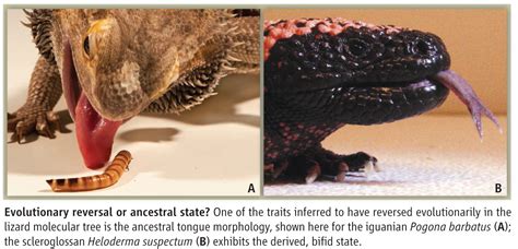 Evolutionary Reversal