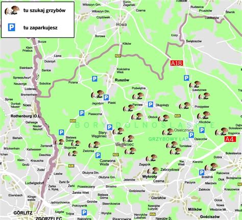 Najlepsze miejsca gdzie są grzyby na Dolnym Śląsku aktualna mapa zbiorów