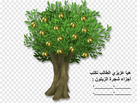 قطف الزيتون Worksheet Live Worksheets