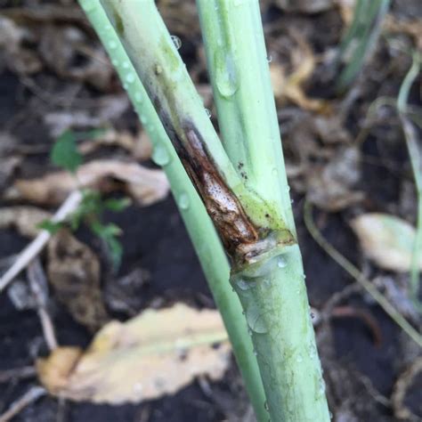 Blackleg Canola Encyclopedia