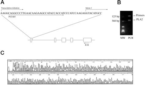 Examination Of Alternatively Spliced MRNA By PCR A Genomic Structure