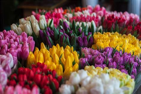 El Mes De Las Flores ¿cuáles Son Las Más Típicas En Mayo Flores De