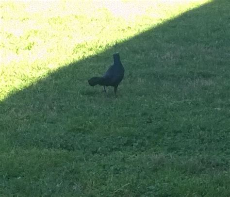Sneaky Bird By Russellfergusonfan1 On Deviantart