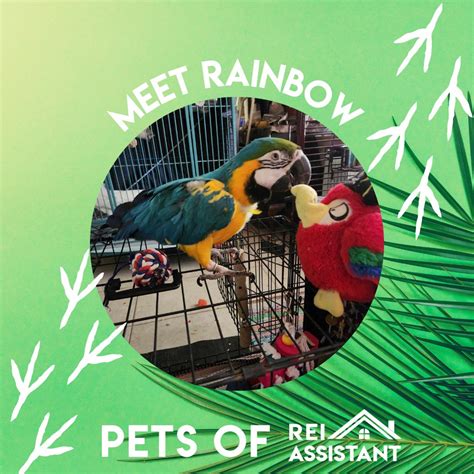 Meet Rainbow Who Belongs To Our Ceo Elsa Rainbow Is 35 Years Old And A