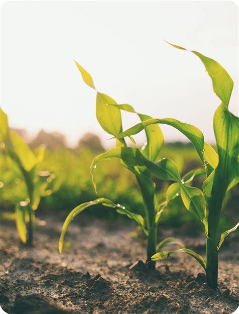 Home Deveron Soil Sampling Lab Analysis Agronomic Insights