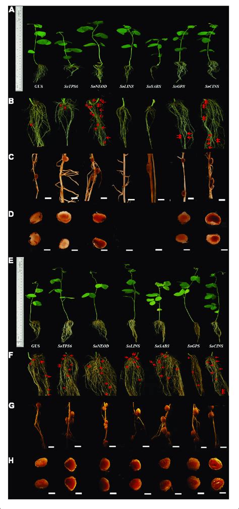 Effect Of Terpenoid Gene Overexpression On Soybean Root Nodulation