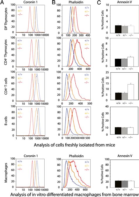 Pdf Filamentous Actin Modulation Signals And Not On Coronin 1