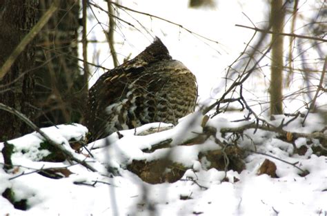 Bevs Nature Blog Ruffed Grouse