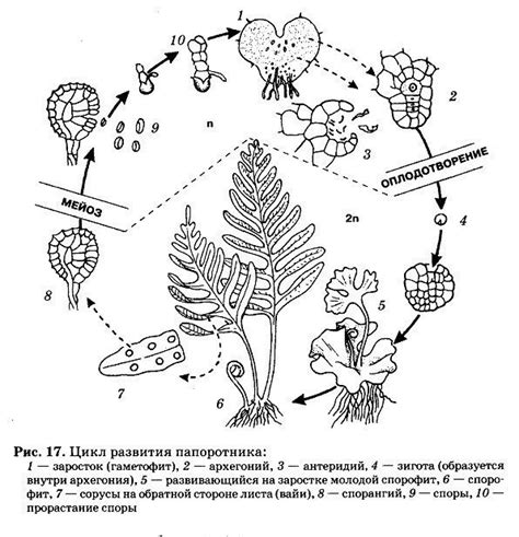 Жизненный цикл папоротника Биология ЕГЭ 2024 ВКонтакте