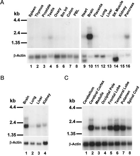 Northern Blot Analysis Of Rna From Various Human Tissues Panel A