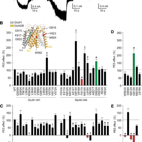 Structure Of The Tmd Of The Nmdar And Pes Binding A B Side A And