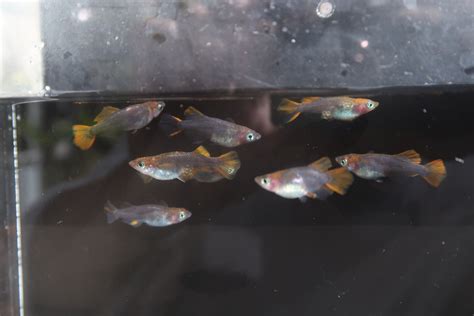 琥珀透明鱗ヒカリ。 家メダカブログ