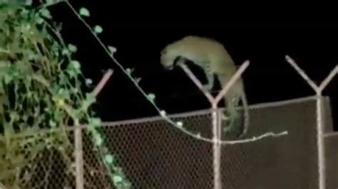Leopard Jumps A ‘20 Feet Wall In Viral Video Times Now