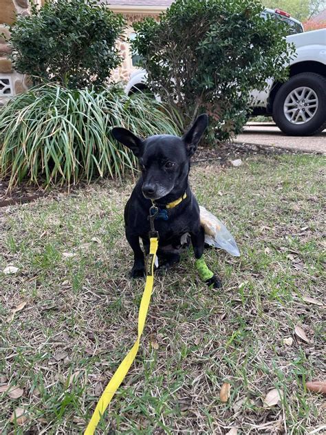 Mr Chacho Nacho Needs Your Help Thank You Medical Chip Ins