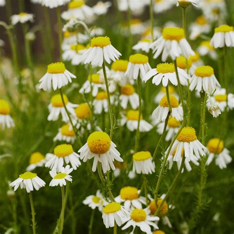 Chamomile Flower Seeds Veggie And Flower Garden Seeds