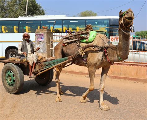 Rural Male Farmer On A Cart A Camel Is Driving The Cart Editorial Photo Image Of Oxen Active