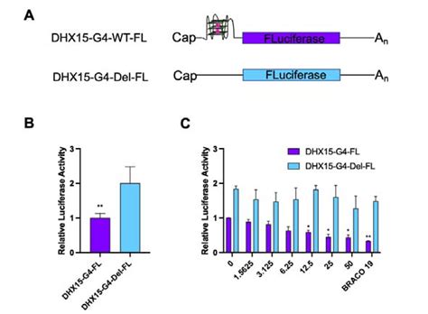 Translation Inhibition Assay Using In Vitro Luciferase Reporter System